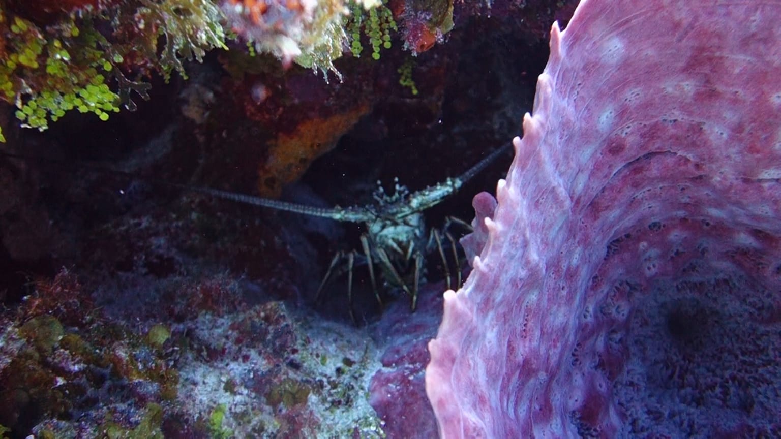 Home - First Stage Scuba | Scuba Gear Reviews and Basics